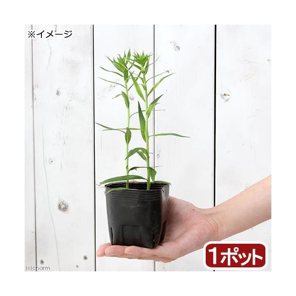 _aqua　_gardening　水辺植物　水生植物　有茎種　枝もの　ガーデニング　その他水辺植物　キキョウ科ミゾカクシ属　Ｌｏｂｅｌｉａ　ｓｅｓｓｉｌｉｆｏｌｉａ　宿根ロベリア植物　植物生体　ガーデニング生体　育て方　育成方法　栽培方法　...