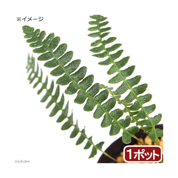 paludariumplants　パルダリウム　テラリウム　line2462terarium　観葉　ガーデニング　ビバリウム　アクアテラリウム　水草　シダ　Blechnum　penna-marina　New　Zealand　all_plan...