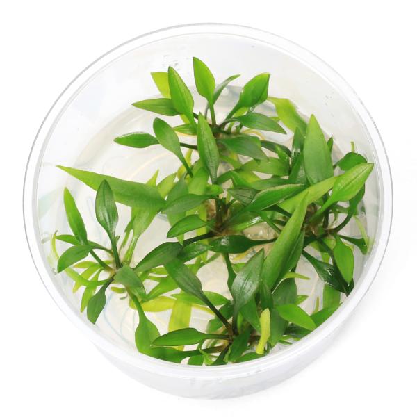 PF_SPQ　水草　中景草　緑系　低光量　陰性　組織培養　カップ　ｌｕｔｅａ　クリプトコリネ　クリプト　サトイモ科　Ａｒａｃｅａｅ　クリプトコリネ属　YT　20240611　2024kouki　y24m06　wplantevent202411tc