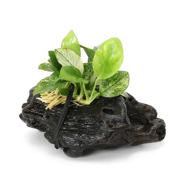 熱帯魚　_wp　水草　モス／シダ付流木　アヌビアス　all_plants　アヌビアスナナはこちら　20110225　ＧＴ　20130721　ＹＳ　nanakinngyo0716　_aqua　st_anbas　ntjoW0gB_wpp　tW0...