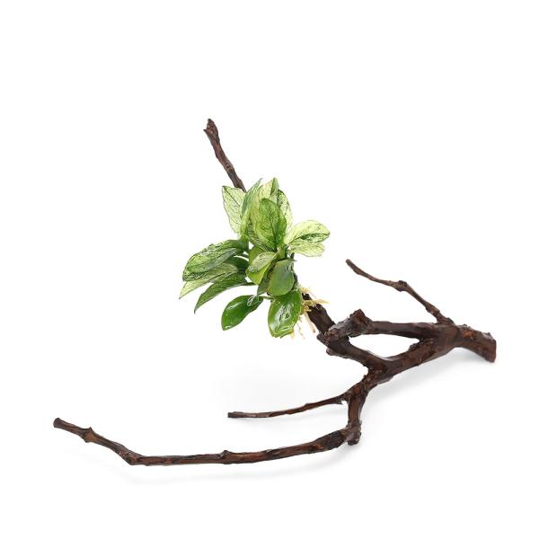 _aqua　熱帯魚　水草　流木付き水草　all_plants　アヌビアスナナはこちら　wp_kywrd　tckamome　20120317　アヌビアス・ナナ　branch-wood　branch-wd_　kattyaku2017　　斑入り　...