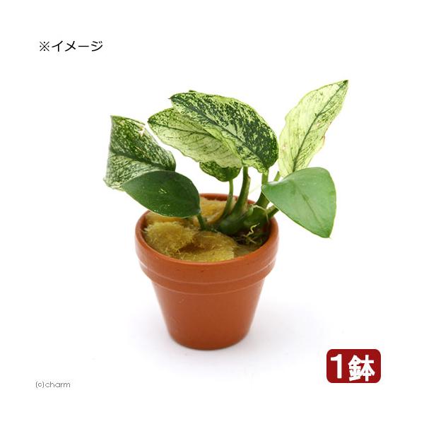 熱帯魚　_wp　_aqua　活着する水草　アヌビアス　plantsjan　CO2なしでも育つ水草　水草　小型　all_plants　ナナ素焼き各種　アヌビアス・ナナ　斑入り　バリエガータ　Anubias　barteri　var.nana　Y...