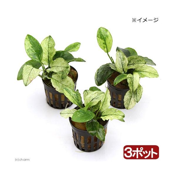 熱帯魚　_aqua　活着する水草　アヌビアス　水草　中型　okaidoku_pot　all_plants　wp_kywrd　An_barteri　anitem_series　an_rakuten06　st_anbas　アヌビアス・ナナ　Ka...