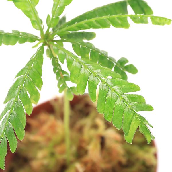 paludariumplants　パルダリウム　テラリウム　PF_SPQ　line2462terarium　観葉　ガーデニング　ビバリウム　アクアテラリウム　水草　Ｂｉｏｐｈｙｔｕｍ　ｓｐ．　all_plants　原種　ビオフィツム　ビオフ...