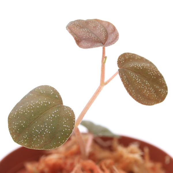 paludariumplants　パルダリウム　テラリウム　PF_SPQ　観葉植物　園芸　ガーデニング　ビバリウム　アクアテラリウム　両爬向き植物　原種　コショウ科　サダソウ属　Peperomia　antoniana　熱帯植物　テラリウム植...