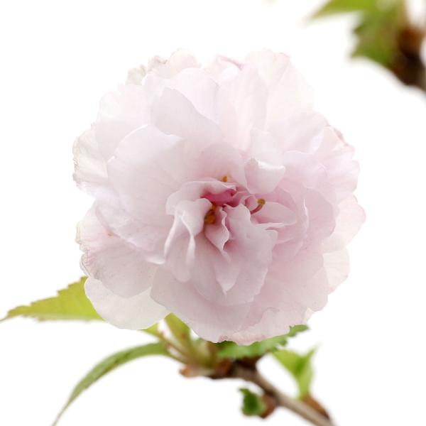 kotenplant　_gardening　ガーデニング　山野草　RM　20190512　植物　植物生体　ガーデニング生体　育て方　育成方法　栽培方法　サクラ　桜　山桜　Ｐｒｕｎｕｓ　ｉｎｃｉｓａ　豆桜　マメザクラ　バラ科　サクラ属　富士桜...