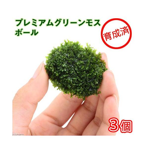 熱帯魚　水草　コケ　モス類　all_plants　wp_kywrd　プレミアムモス　プレモス　モスｓｐ　premoss　_auqa　流木　ＡＴ　20140930　ccampain1912800_wp　greenplants　wp2000fe...