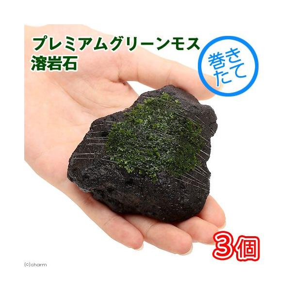 _aqua　熱帯魚　水草　コケ　モス類　all_plants　wp_kywrd　プレミアムモス　プレモス　モスsp　premoss　_auqa　流木　溶岩石　巻きたて　AT　20140729　KWO　20141005　ビバリウム　アクアテラ...