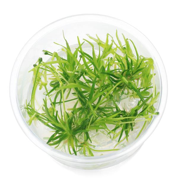 PF_SPQ　_aqua　熱帯魚　水草　前景草　草原のような　all_plants　エキノドルス　テネルス　Ｅｃｈｉｎｏｄｏｒｕｓ　ｔｅｎｅｌｌｕｓ　オモダカ科　Ａｌｉｓｍａｔａｃｅａｅ　エキノドルス属　組織培養　wp_soshiki　gr...
