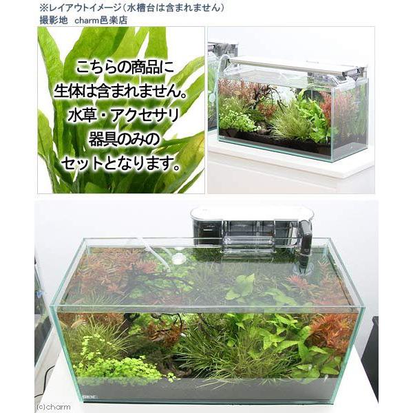 （水草）GEX グラステリア スリム450水槽 レイアウト フルセットE 本州四国限定 :440134:チャーム charm ヤフー店 - 通販 - Yahoo!ショッピング