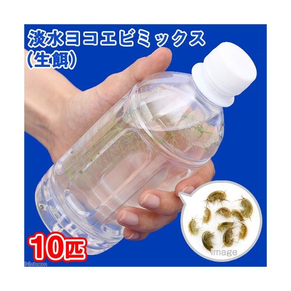 アクアリウム用品　_kame　生き餌　_aqua　_hachu　アクア用品　餌　給餌器　生餌　ブライン　Ｊｅｓｏｇａｍｍａｒｕｓ　ｆｌｕｖｉａｌｉｓ　Ｇａｍｍａｒｕｓ　ｎｉｐｐｏｎｅｎｓｉｓ　ｆｌｏｒｉｄａｎｕｓ　淡水　ヒメアナンデールヨコ...