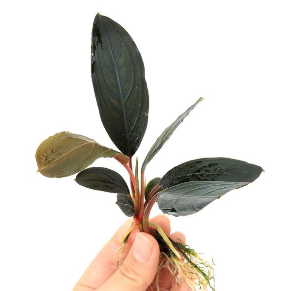 PF_SPQ　水草　陰性水草　低光量　水上葉　KN便　KN　サトイモ科　Araceae　ブセファランドラ属　Bucephalandra　アキレス　活着　活着水草　ワンポイント　ブセファランドラｓｐ．　040水上ブセ　y26m04　2026z...