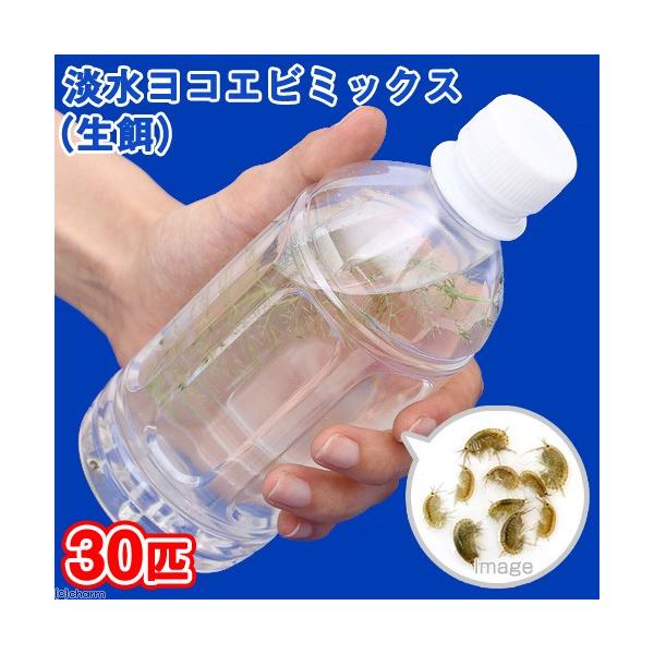 アクアリウム用品　生き餌　_aqua　_hachu　アクア用品　餌　給餌器　生餌　ブライン　Ｊｅｓｏｇａｍｍａｒｕｓ　ｆｌｕｖｉａｌｉｓ　Ｇａｍｍａｒｕｓ　ｎｉｐｐｏｎｅｎｓｉｓ　ｆｌｏｒｉｄａｎｕｓ　淡水　ヒメアナンデールヨコエビ　ニッポ...