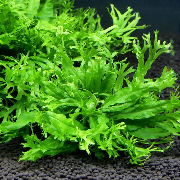 PF_SPQ　熱帯魚　活着する水草　シダ　水草　all_plants　ミクロソリウム　wp_kywrd　mzhkb0205　gnttnn0304　ksn111　1606sps_wplant　20170809　YH　陰性水草　低光量　羊歯　獅...