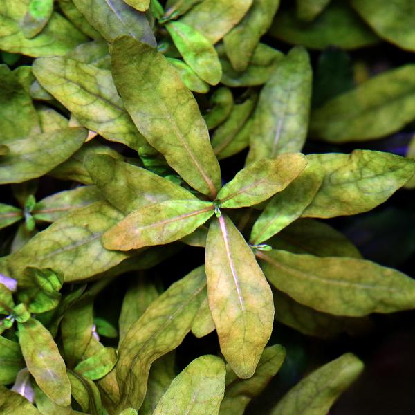 PF_SPQ　熱帯魚　_aqua　水草　前景草　横に広がる　all_plants_前景草　ストロジンsp.はこちら　wp_kywrd　tckenken　specialplants　zen-chukeisou　20171001　YH　スタウロ...