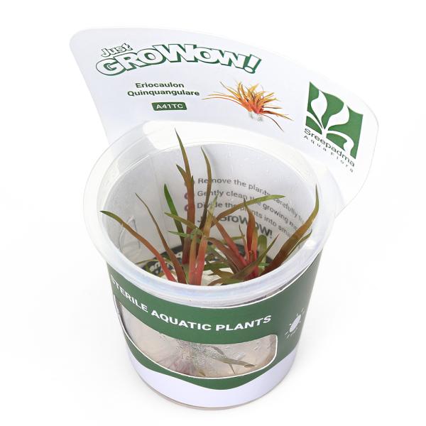 PF_SPQ　水草　前景草　グロウワウ　グロウワオ　組織培養　カップ　グロー　GROW　GROWOW　ホシクサ　ホシクサ科　Ｅｒｉｏｃａｕｌａｃｅａｅ　エリオカウロン　Eriocaulon　quinquangulare　キングクリムゾン　Y...