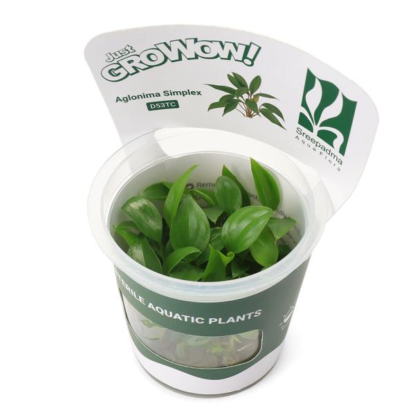 paludariumplants　パルダリウム　テラリウム　PF_SPQ　熱帯魚　_wp　_aqua　水草　前景草　絨毯のような　wp_kywrd　リシアプレート　リシア　ＡＴ　ワンツーグロウ　組織培養　カップ　wp_soshiki　mer...