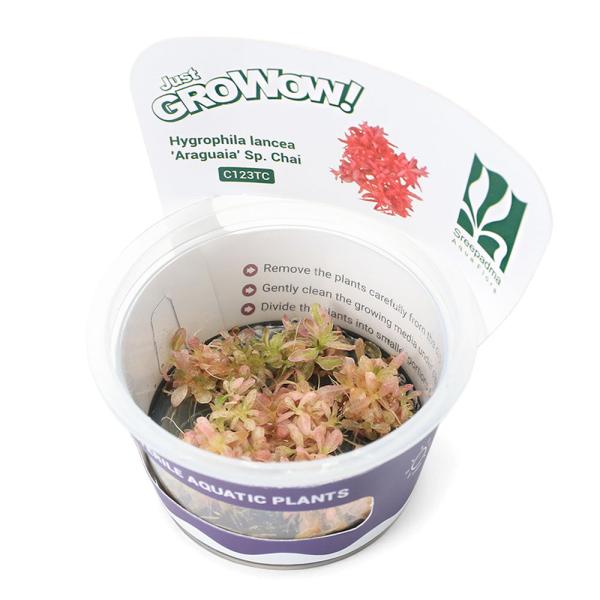 PF_SPQ　ハイグロフィラ　チャイ　キツネノマゴ科　Ａｃａｎｔｈａｃｅａｅ　オギノツメ属　Ｈｙｇｒｏｐｈｉｌａ　小型　赤い　有茎草　組織培養　メリクロン　tissue　culture　TC　T/C　Ｃｈａｉ　2024zenki　wplan...