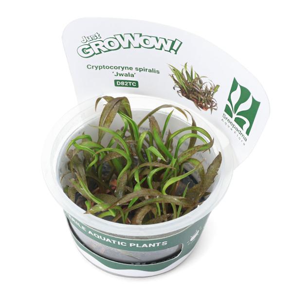 PF_SPQ　_aqua　熱帯魚　水草　前景草　草原のような　all_plants　wp_kywrd　組織培養　カップ　wp_soshiki　mericlone_plants　GROWOW　グロウワウ　グロウワオ　メリクロン　GROW　グロ...