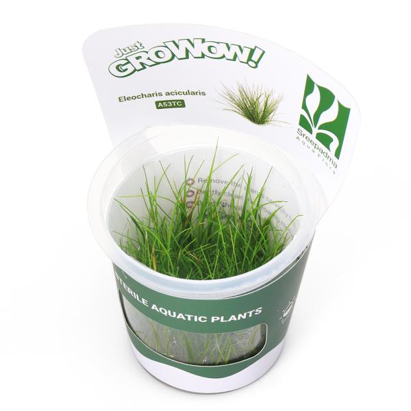 PF_SPQ　水草　前景草　草原　絨毯　グロウワウ　グロウワオ　組織培養　カップ　グロー　GROW　GROWOW　Ｅｌｅｏｃｈａｌｉｓ　ａｃｉｃｕｌａｒｉｓ　カヤツリグサ科　Ｃｙｐｅｒａｃｅａｅ ハリイ属　YT　20240307　2024ｚ...