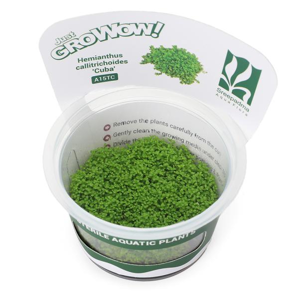 PF_SPQ　水草　前景草　草原　絨毯　グロウワウ　グロウワオ　組織培養　カップ　グロー　GROW　GROWOW　キューバ　パールグラス　へミアントゥス　カリトリコイデス　ゴマノハグサ科　Ｓｃｒｏｈｕｌａｒｉａｃｅａｅ　ヘミアントゥス属　Ｈ...