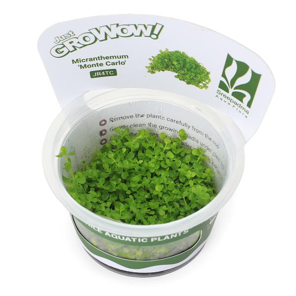 PF_SPQ　水草　前景草　草原　絨毯　グロウワウ　グロウワオ　組織培養　カップ　グロー　GROW　GROWOW　ミクランテムム　ニューラージ　Ｎｅｗラージパールグラス　ゴマノハグサ科　Ｓｃｒｏｐｈｕｌａｒｉａｃｅａｅ　ミクランテムム属　Ｍ...