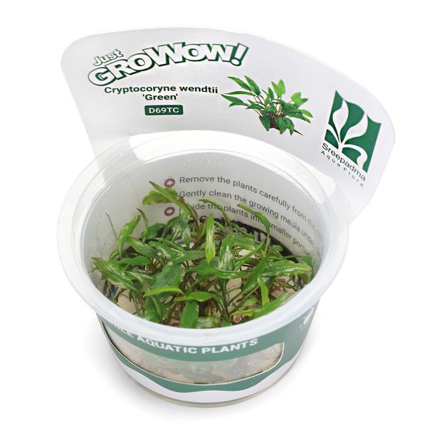 PF_SPQ　水草　中景草　緑系　グロウワウ　グロウワオ　組織培養　カップ　グロー　GROW　GROWOW　クリプト　サトイモ科　Ａｒａｃｅａｅ　クリプトコリネ属　Ｃｒｙｐｔｏｃｏｒｙｎｅ　ウェンティー　グリーン　ｗｅｎｄｔｉｉ　YT　20...