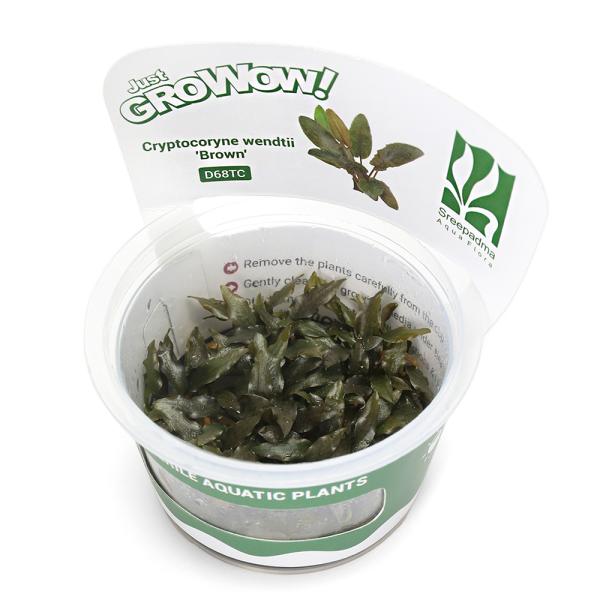 PF_SPQ　水草　中景草　赤系　グロウワウ　グロウワオ　組織培養　カップ　グロー　GROW　GROWOW　クリプト　サトイモ科　Ａｒａｃｅａｅ　クリプトコリネ属　Ｃｒｙｐｔｏｃｏｒｙｎｅ　ウェンティー　ｗｅｎｄｔｉｉ　Ｂｒｏｗｎ　ブラウン...