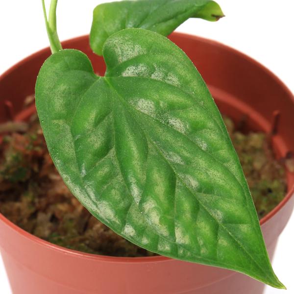 paludariumplants　パルダリウム　テラリウム　PF_SPQ　組織培養　ＮＡＴＵＲＡＰＬＡＴＮＳ　カップ　サトイモ科　Ａｒａｃｅａｅ　ハブカズラ属　ハブカズラ　Ｅｐｉｐｒｅｍｎｕｍ　ｐｉｎｎａｔｕｍ　Ｍｅｒａｐｉ　メラピ　モンス...