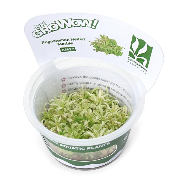 PF_SPQ　水草　前景草　絨毯のような　ワンツーグロウ　組織培養　斑入り　カップ　シソ科　ｌａｂｉａｔａｅ　ミズトラノオ属　Ｐｏｇｏｓｔｅｍｏｎ　Ｐｏｇｏｓｔｅｍｏｎ　ｈｅｌｆｅｒｉ　YT　20240309　2024ｚｅｎki　y24m0...