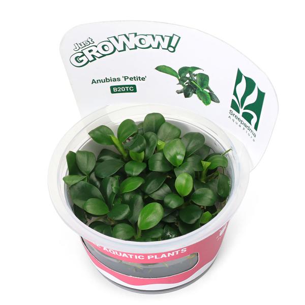 PF_SPQ　水草　陰性　低光量　活着　組織培養　ワンツーグロウ　サトイモ科　Ａｒａｃｅａｅ　アヌビアス属　アヌビ　Ａｎｕｂｉａｓ　Ｐｅｔｉｔｅ　YT　20240309　2024ｚｅｎki　y24m03　wplantevent202411tc