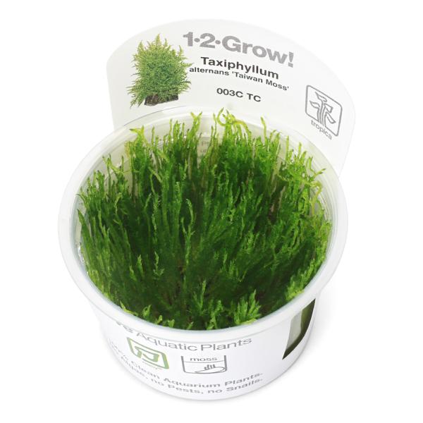 PF_SPQ　水草　モス　活着　低光量　ワンポイント　組織培養　カップ　グロー　GROW　トロピカ　Ｔａｘｉｐｈｙｌｌｕｍ　ａｌｔｅｒｎａｎｓ　ＴａｉｗａｎＭｏｓｓ　タイワン　台湾　コケ　苔　 YT　20240405　2024ｚｅｎki　y...