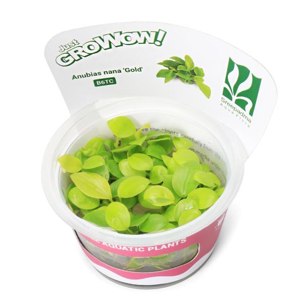 PF_SPQ　水草　活着　低光量　グロウワウ　グロウワオ　組織培養　カップ　グロー　GROW　アヌビ　Ａｎ　サトイモ科　Ａｒａｃｅａｅ　アヌビアス属　Ａｎｕｂｉａｓ　ｂａｒｔｅｒｉ　ｖａｒ　ｎａｎａ　ｇｏｌｄｅｎ　ナナ　ナナゴールデン　ゴー...