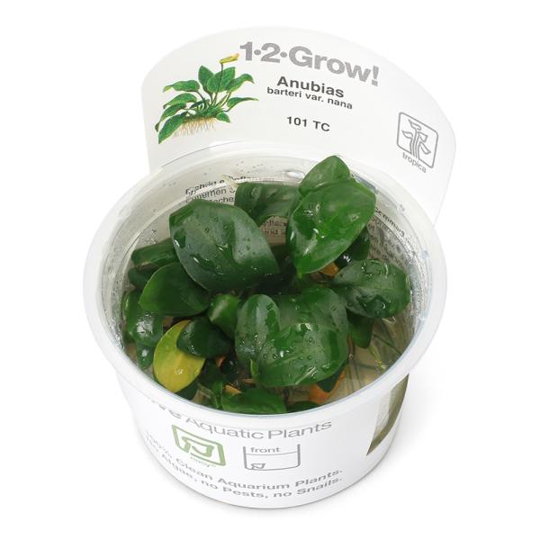 PF_SPQ　水草　活着　低光量　組織培養　カップ　グロー　GROW　アヌビ　Ａｎ　アヌビアスナナ　バルテリー　サトイモ科　Ａｒａｃｅａｅ　アヌビアス属　Ａｎｕｂｉａｓ　ｂａｒｔｅｒｉ　ｖａｒ　ｎａｎａ　ナナ　YT　20240425　202...