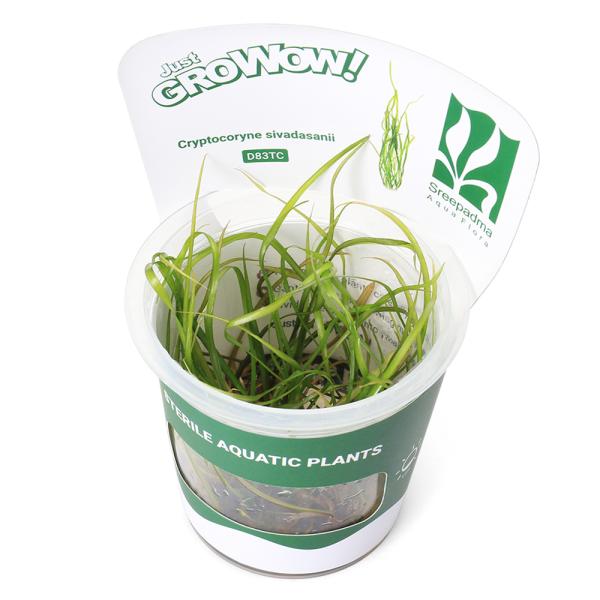 PF_SPQ　水草　中景草　低光量　陰性　グロウワウ　グロウワオ　組織培養　カップ　グロー　GROW　クリプトコリネ　クリプト　ｓｉｖａｄａｓａｎｉｉ　シヴァダサニー　サトイモ科　Ａｒａｃｅａｅ　クリプトコリネ属　YT　20240530　2...