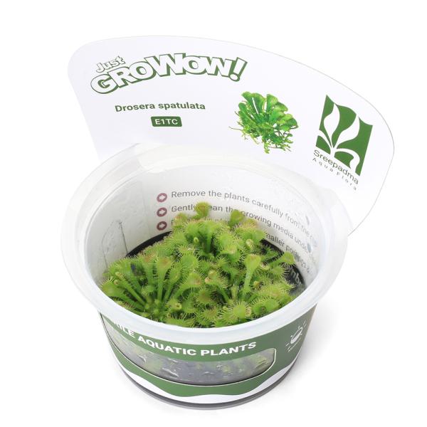 paludariumplants　パルダリウム　テラリウム　PF_SPQ　ビバリウム　アクアテラリウム　食虫　グロウワウ　グロウワオ　組織培養　カップ　グロー　GROW　GROWOW　モウセンゴケ　ドロセラ　小毛氈苔　Ｄｒｏｓｅｒａ　ｓｐａ...