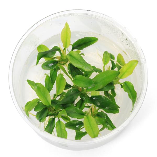 PF_SPQ　水草　活着　低光量　組織培養　カップ　アヌビ　Ａｎ　アヌビアスナナ　バルテリー　サトイモ科　Ａｒａｃｅａｅ　アヌビアス属　Ａｎｕｂｉａｓ　ｍｉｎｉｍａ　YT　20240528　2024kouki　y24m05　wplantev...