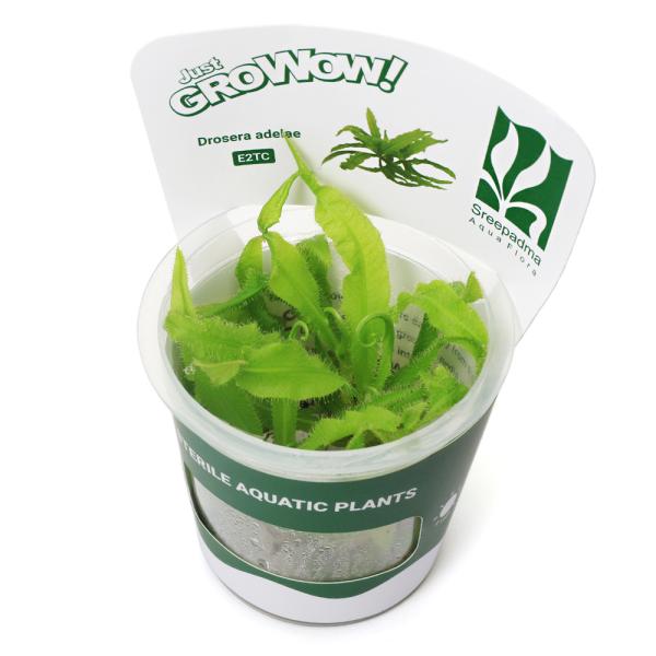 PF_SPQ　ビバリウム　アクアテラリウム　パルダリウム　食虫 グロウワウ　グロウワオ　組織培養　カップ　グロー　GROW　GROWOW　モウセンゴケ　ドロセラ　小毛氈苔　Ｄｒｏｓｅｒａ　ａｄｅｌａｅ　モウセンゴケ科 　Ｄｒｏｓｅｒａｃｅａ...