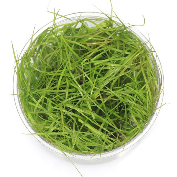 PF_SPQ　水草　中景草　赤系　後景草　組織培養　カップ　イグサ科　Ｊｕｎｃｕｓ　ｒｅｐｅｎｓ　NH　20240913　2024kouki　y24m09　wplantevent202411tc　select01mzks　seitaipic...