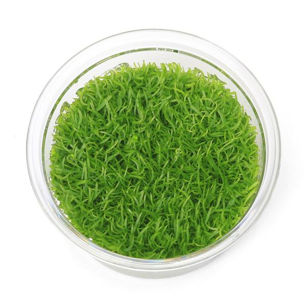 PF_SPQ　水草　前景草　絨毯　組織培養　ミニカップ　タヌキモ　食虫　タヌキモ科　Ｌｅｎｔｉｂｕｌａｒｉａｃｅａｅ　ミミカキグサ属　Ｕｔｒｉｃｕｌａｒｉａ　ウトリクラリア　グラミリフォリア　NH　20241020　2024kouki　y2...