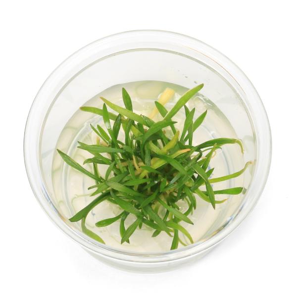 PF_SPQ　水草　前景草　横に広がる　all_plants　水上葉_前景草　wp_kywrd　20160624　ＫＹＳ　Cryptcoryne_parva　gwwpsa1525Ｃｒｙｐｔｏｃｏｒｙｎｅ　ｐａｒｖａ　wp_soshiki　m...