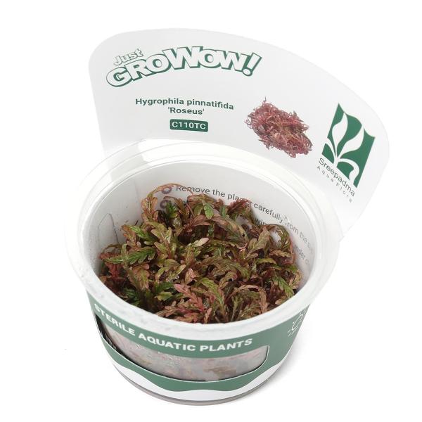 PF_SPQ　活着　有茎草　ハイグロフィラ　ピンナティフィダ　ｐｉｎｎａｔｉｆｉｄａ　オギノツメ属　Ｈｙｇｒｏｐｈｉｌａ　キツネノマゴ科　Ａｃａｎｔｈａｃｅａｅ　インド原産　ギザギザ　ピナティ　ハイグロ　組織培養　メリクロン　斑入り　バリエ...