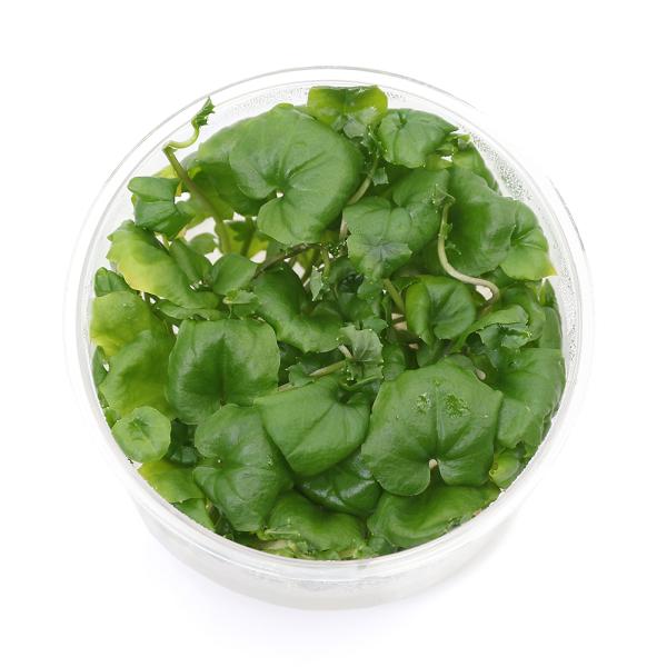 PF_SPQ　水草　中景草　Ｃａｒｄａｍｉｎｅ　ｌｙｒａｔａ　アブラナ科　Ｂｒａｓｓｉｃａｃｅａｅ　タネツケバナ属　Ｃｒａｄａｍｉｎｅ　水田芥子　日本産　日本産水草　ミズタガラシ　20241204　ＹＴ　NH　y24m12　2025tuuki