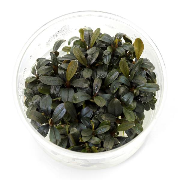 PF_SPQ　水草　all_plants水草　低光量　陰性水草　クリプトとその近縁　ブセファランドラ　ブケファランドラ　ブラウニーフェニックス　ブラウニー　組織培養　メリクロン　カップ　無菌　クリーン　ＮＨ　20250108　2025tuu...