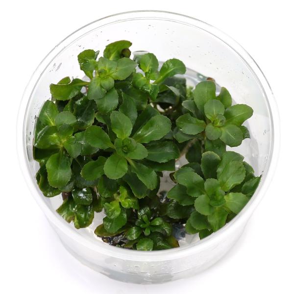 PF_SPQ　水草　後景草　赤い　組織培養　カップ　Ｌｕｄｗｉｇｉａ　ルドウィジア　Ｌｕｄｗｉｇｉａ ｓｐｈａｅｒｏｃａｒｐａ　スファエロカルパ　ビローサ　ＮＨ　20250119　2025ｚｅｎki　y25m01　2025tuuki