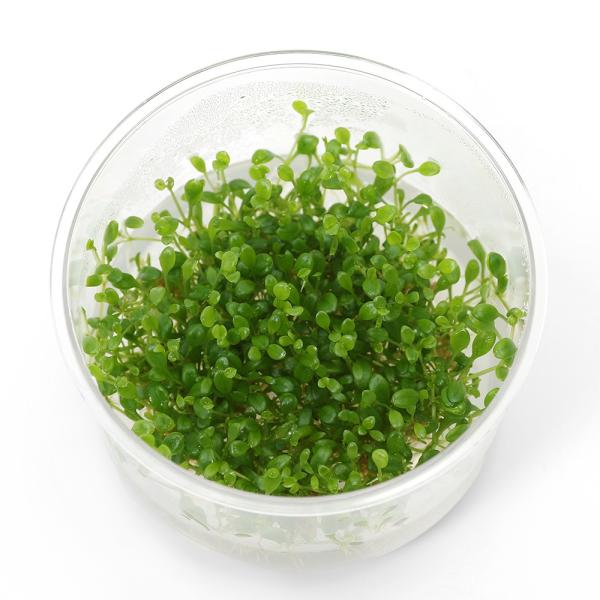 PF_SPQ　水草　前景草　草原　絨毯　組織培養　カップ　Glossostigma　elatinoides　グロッソ　ゴマノハグサ科　Scrophulariaceae　NH　20250212　y25m02　2025tuuki　
