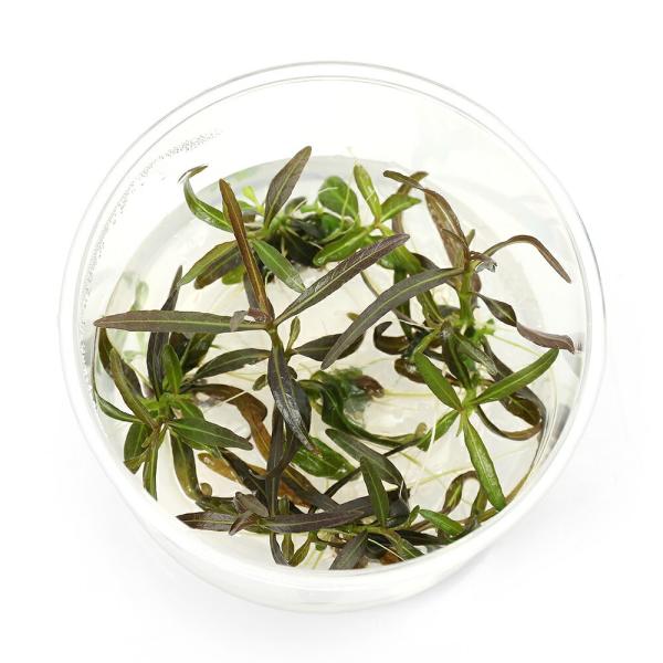 PF_SPQ　水草　後景草　大きい　hygrophila　sarichi　ハイグロ　サリチフォリア　キツネノマゴ科　Ａｃａｎｔｈａｃｅａｅ　オギノツメ属　ランセア　ｒｉｎｇｅｎｓ　y25m03　組織培養　メリクロン　カップ　無菌　クリーン　...