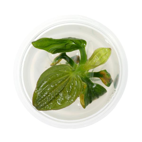 PF_SPQ　熱帯魚　Ech　マ行〜　水草　キノとその近縁　エキノドルス　all_plants　wp_kywrd　saki27to09　小型　赤い　無農薬　エビに安心　Echinodorus　`Reni'　Reni　20200319　KYS...