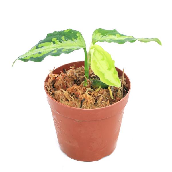 paludariumplants　パルダリウム　テラリウム　PF_SPQ　観葉　観葉植物　ガーデニング　ビバリウム　アクアテラリウム　サトイモ　アグラオネマ　Aglaonema　pictum　Ｎｉｒｖａｓｈ　ピクタム　ニルバーシュ　ニルヴァ...