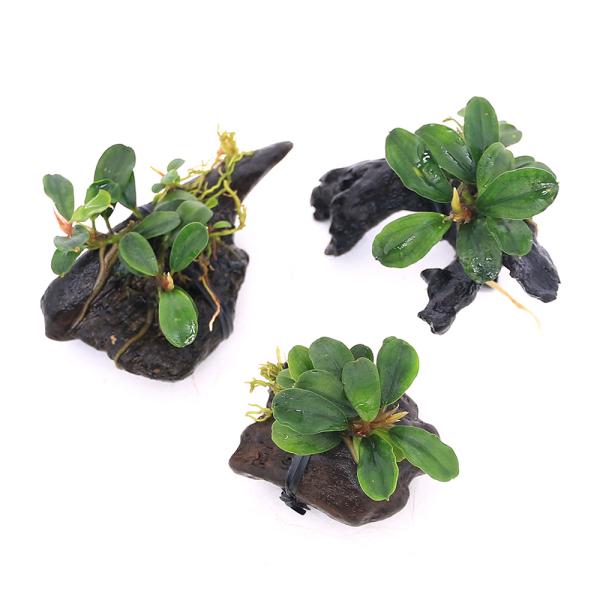 PF_SPQ　水草　水草付き流木　流木付き　育成済み　育成済　活着　活着済み　活着済　活着系　置くだけ　陰性　陰性水草　低光量　前景草　中景草　ワンポイント　水上葉　花　仏炎苞　ブセ付き流木　ブセファランドラ付き　ブセファランドラ付き流木　...